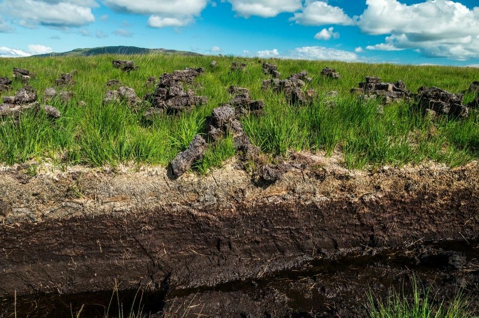 Właściwości i zastosowanie torfu w ogrodzie - bricomarche.pl