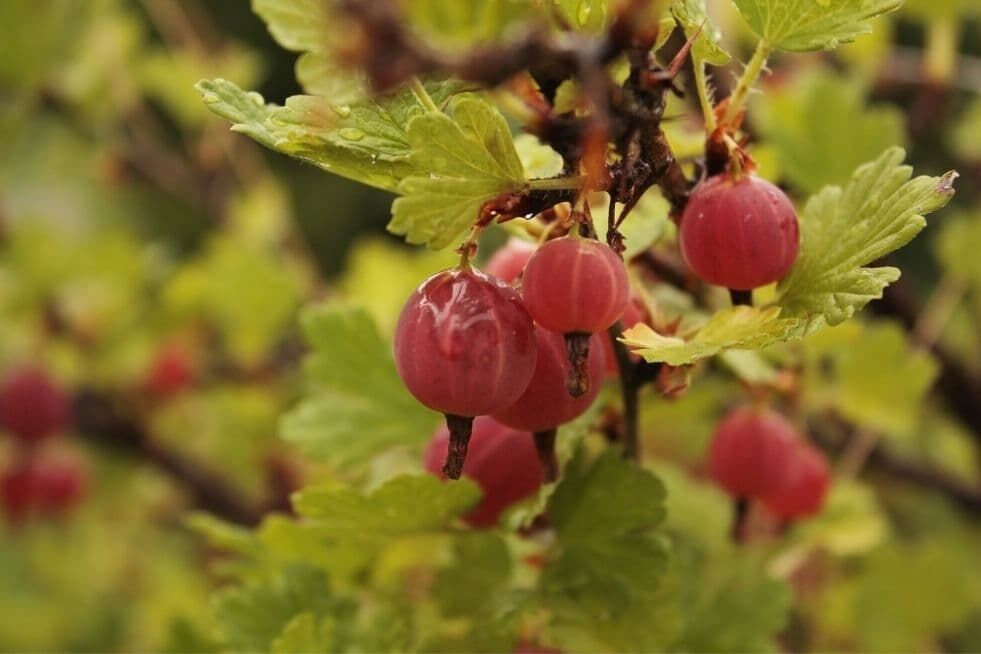 Uprawa i pielęgnacja agrestu - bricomarche.pl