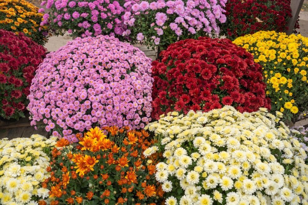 Jak uprawiać i pielęgnować chryzantemy? - bricomarche.pl