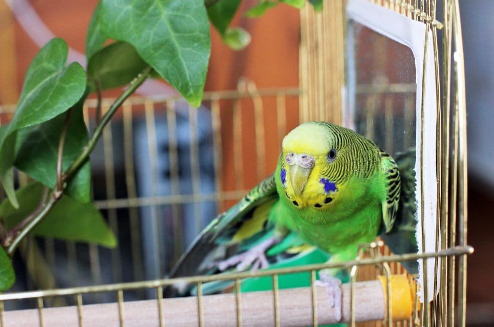 Papuga falista w domu – poradnik dla początkujących! - bricomarche.pl