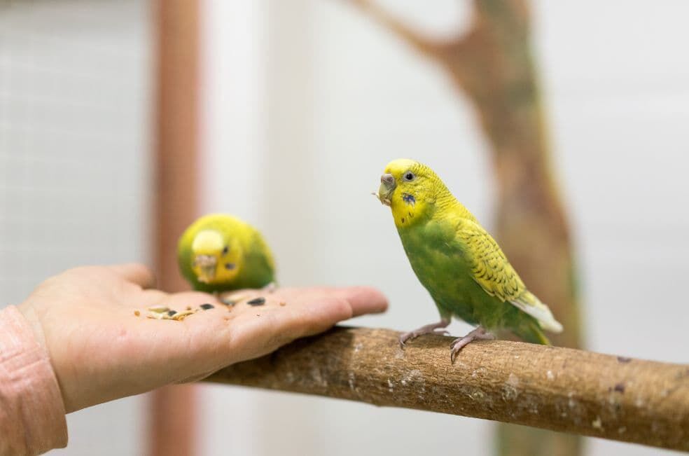 Papuga falista w domu – poradnik dla początkujących! - bricomarche.pl