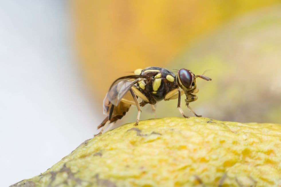 Jak się pozbyć muszek owocówek? - bricomarche.pl