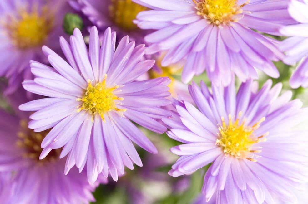 Astry (marcinki i michałki) – uprawa, pielęgnacja - bricomarche.pl