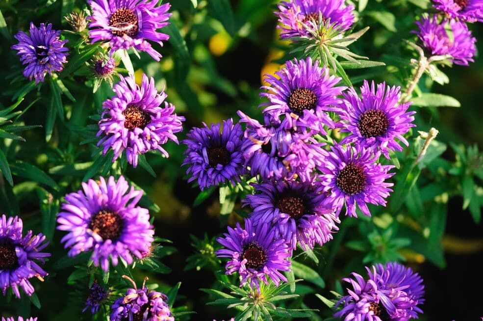 Astry (marcinki i michałki) – uprawa, pielęgnacja - bricomarche.pl