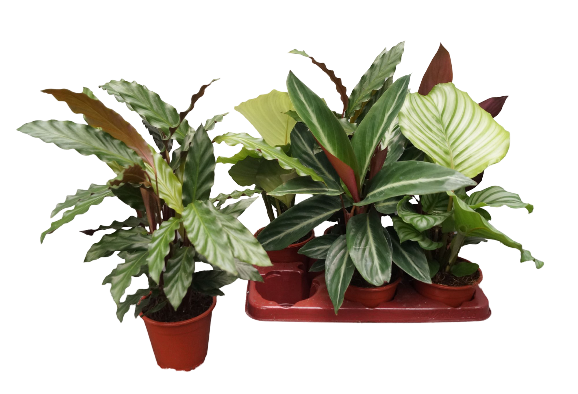 Calathea mix 40 cm doniczka 12 cm - Bricomarche.pl