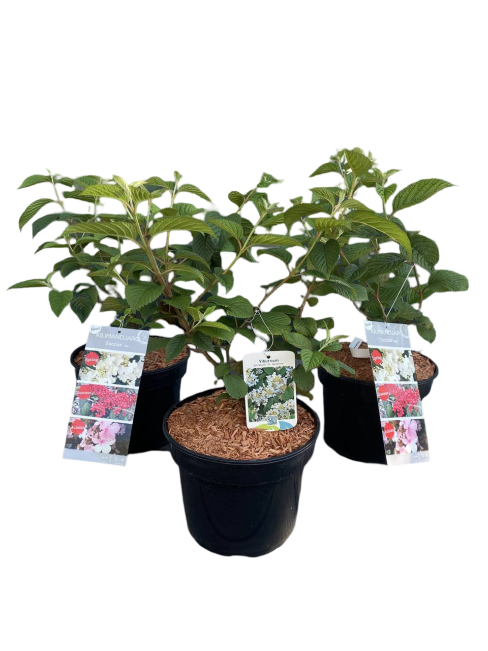 Kalina japońska 60-80 cm doniczka 21 cm mix - Bricomarche.pl