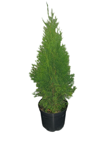 Żywotnik zachodni Smaragd C3 60 - 70 cm - Bricomarche.pl