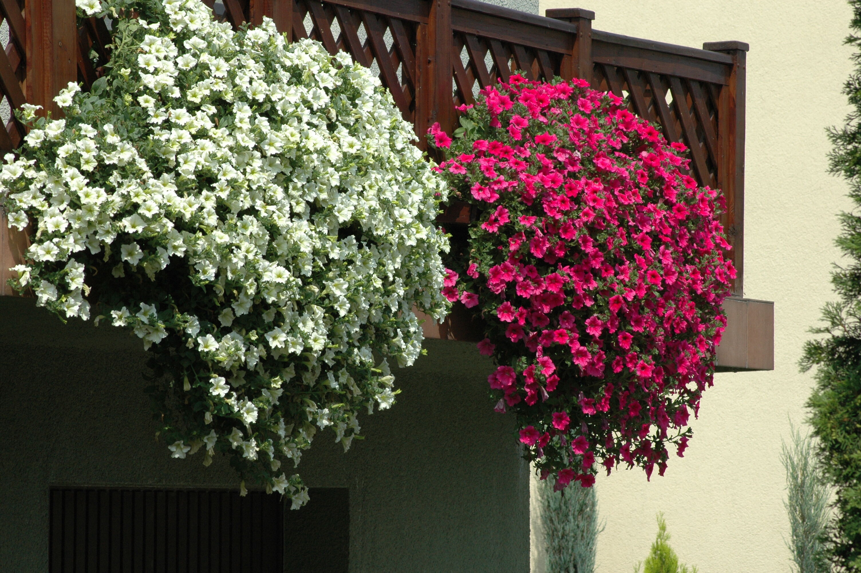 Petunia surfinia Hot Pink wys. 30 cm don. 12 cm - Bricomarche.pl