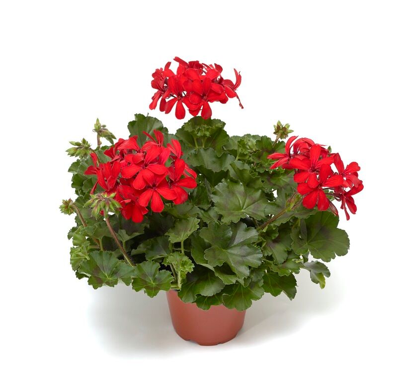Pelargonia Super Cascade wys. 35 cm don. 12 cm - Bricomarche.pl