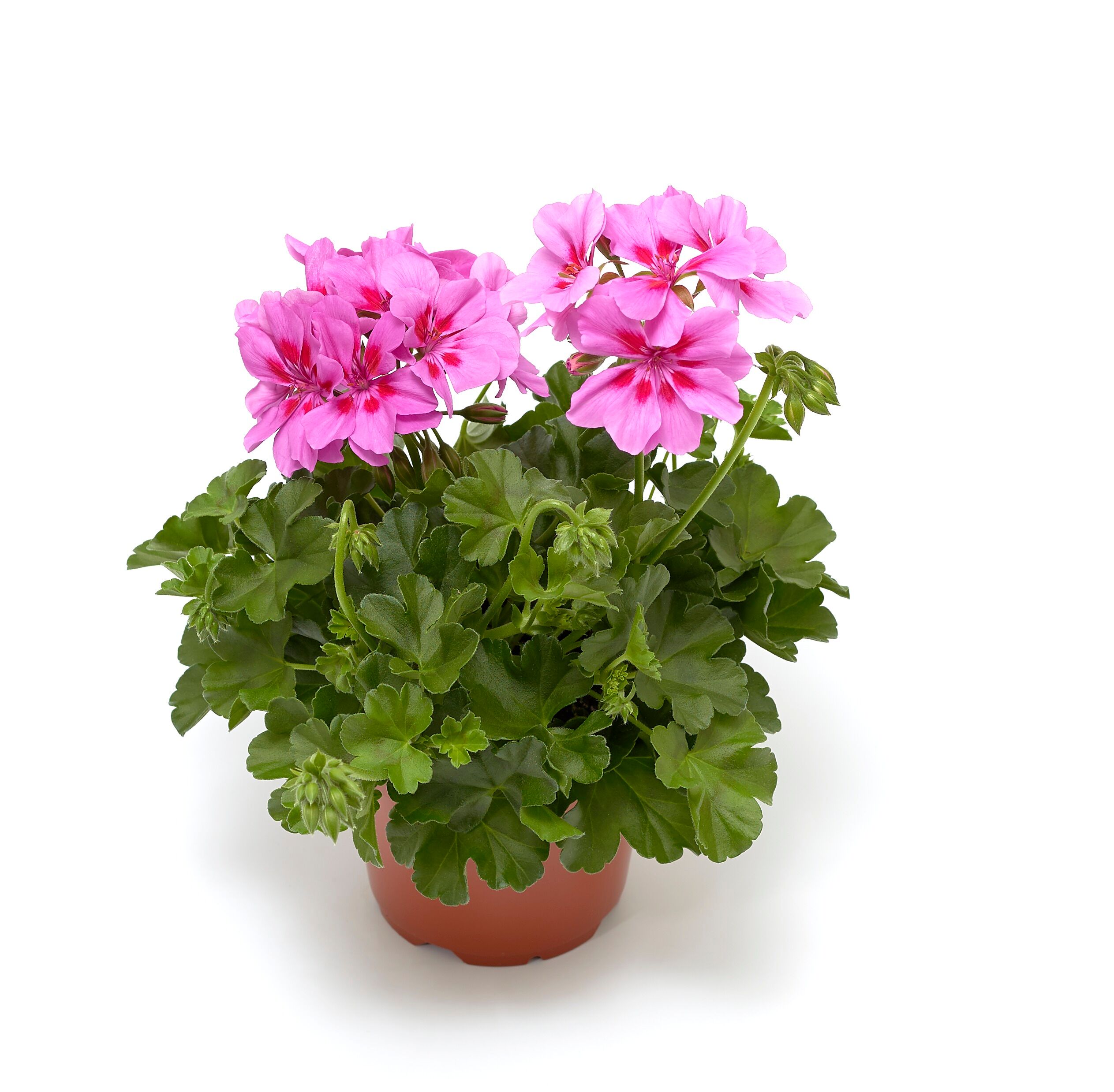 Pelargonia bluszczolistna "Lolipop" wys. 30 cm don. 12 cm - Bricomarche.pl