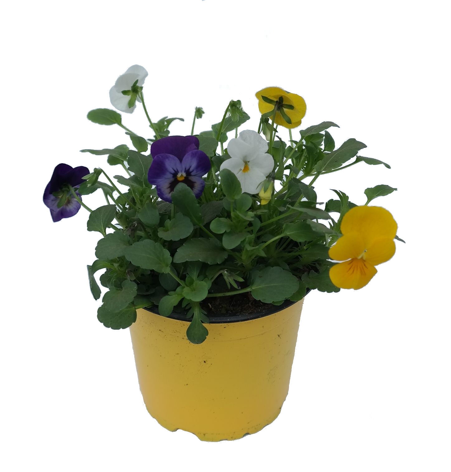 Bratek miniaturowy, wys. 15 cm, don.12 cm - Bricomarche.pl