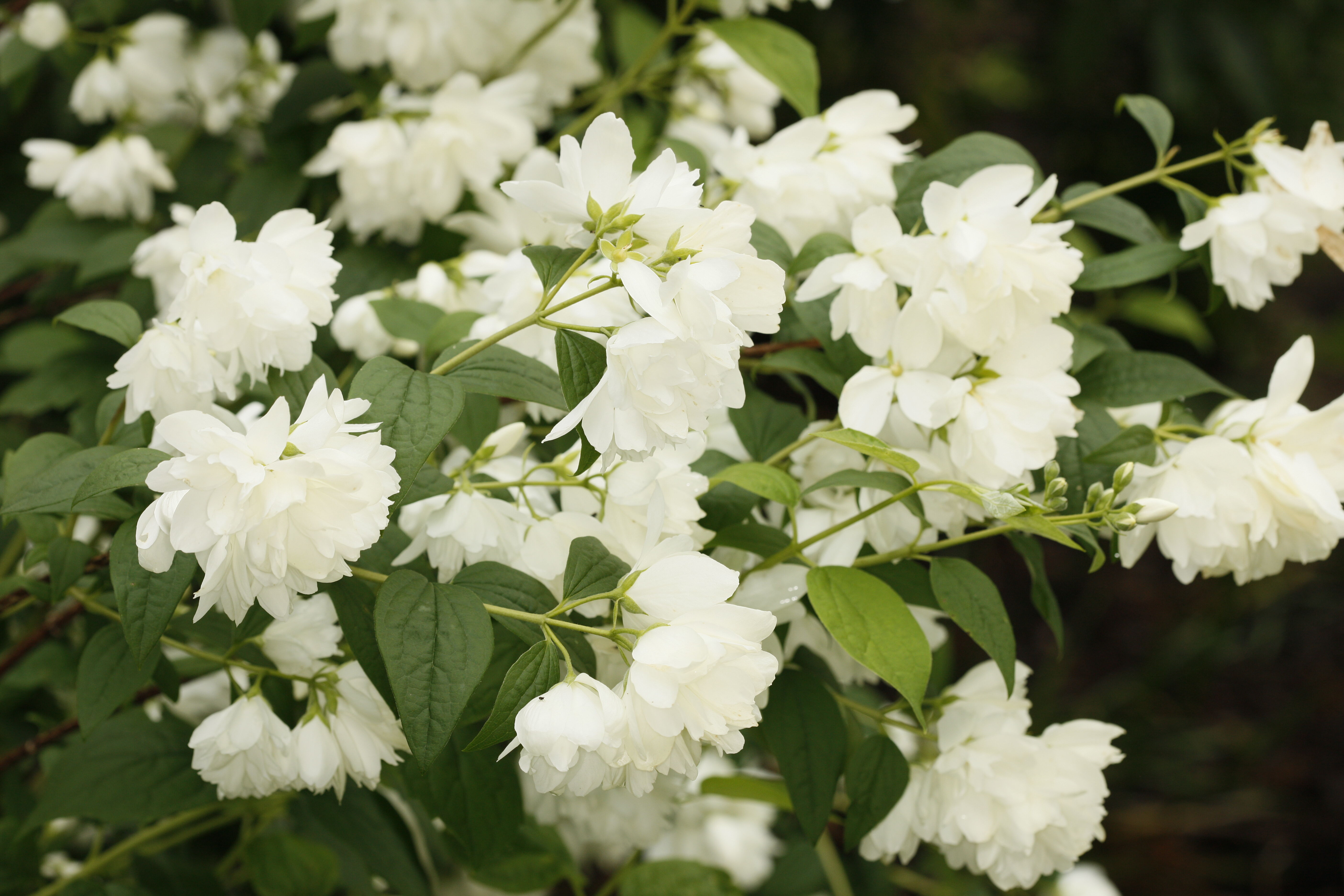 Jaśminowiec 'Snowbelle' - Bricomarche.pl