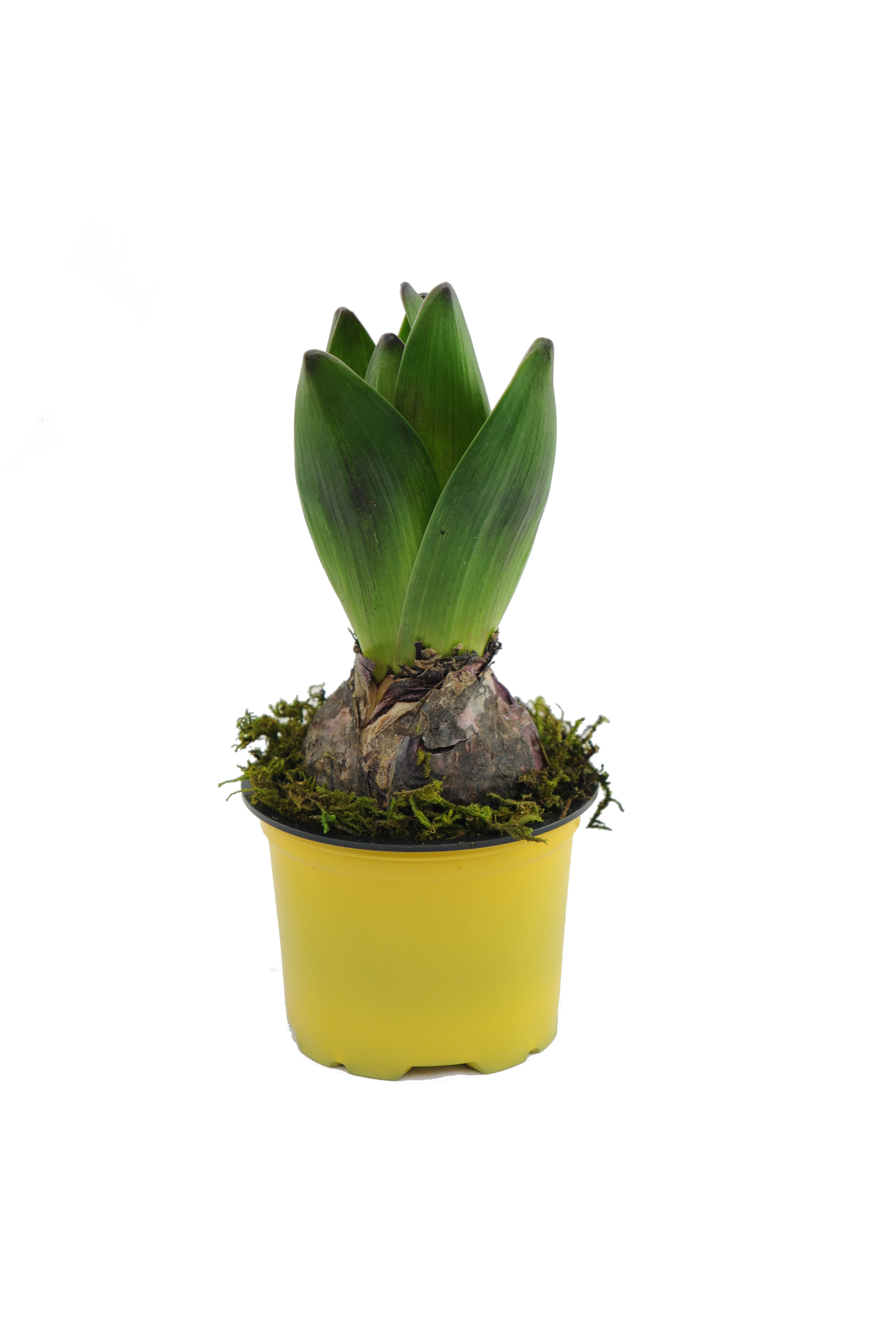 Hiacynt żółty don. 9 cm - Bricomarche.pl