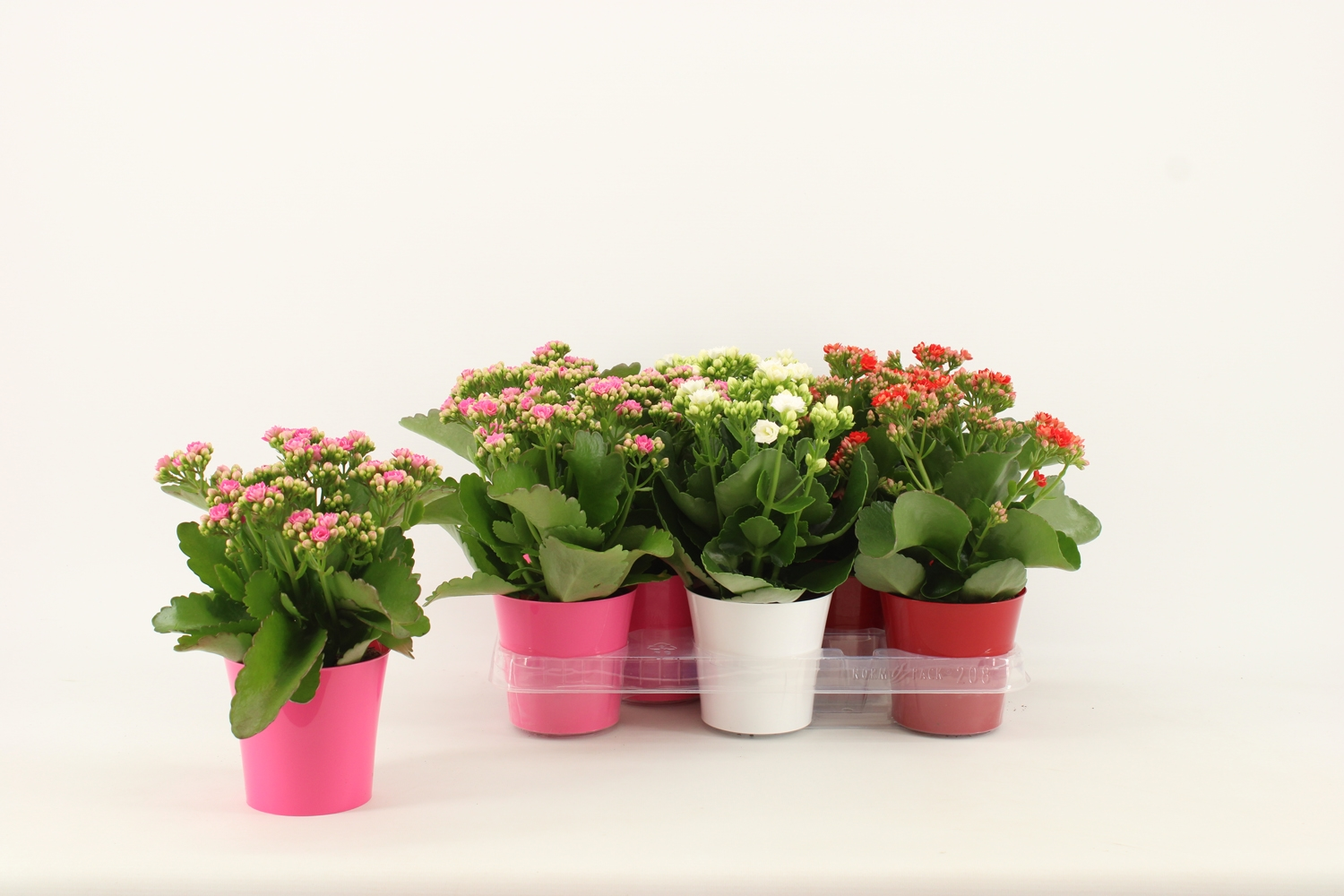 Kalanchoe Double - Bricomarche.pl