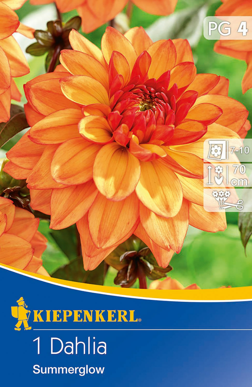 Dalia Summer Glow - Bricomarche.pl