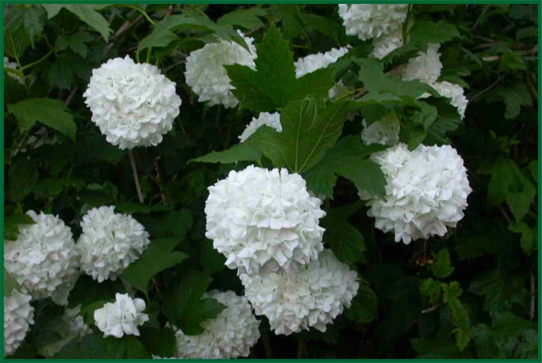 Kalina 'Roseum' wys. 30-40 cm don. 2 l - Bricomarche.pl