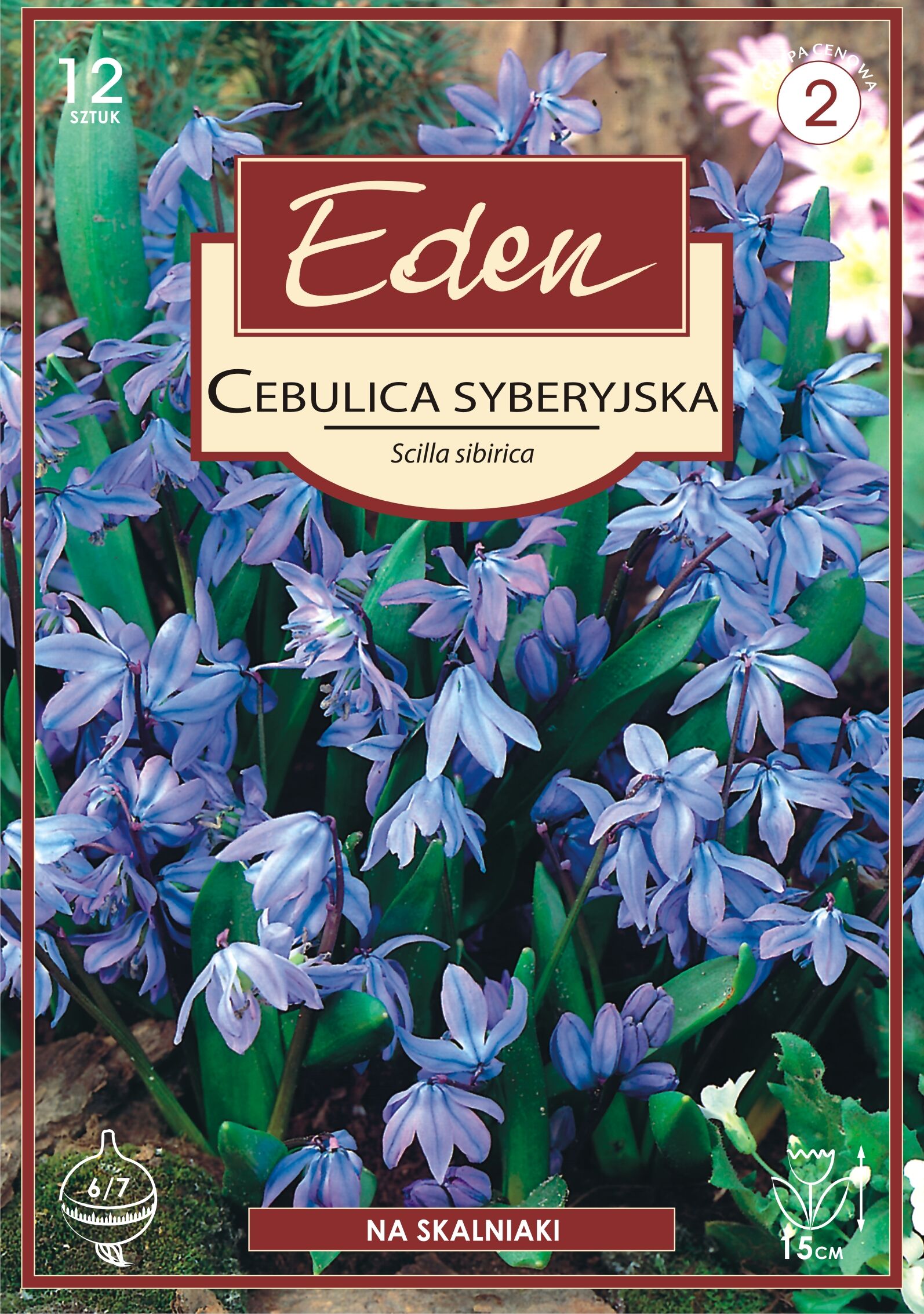 Cebulica syberyjska Scilla Sibirica 12 sztuki Eden - Bricomarche.pl