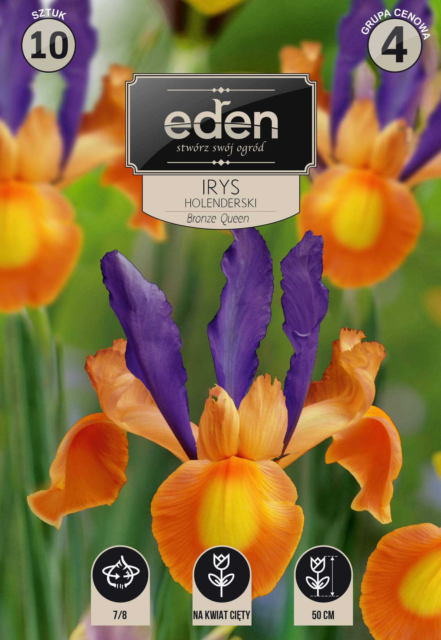 Irys holenderski Bronze Queen 10 sztuk Eden - Bricomarche.pl