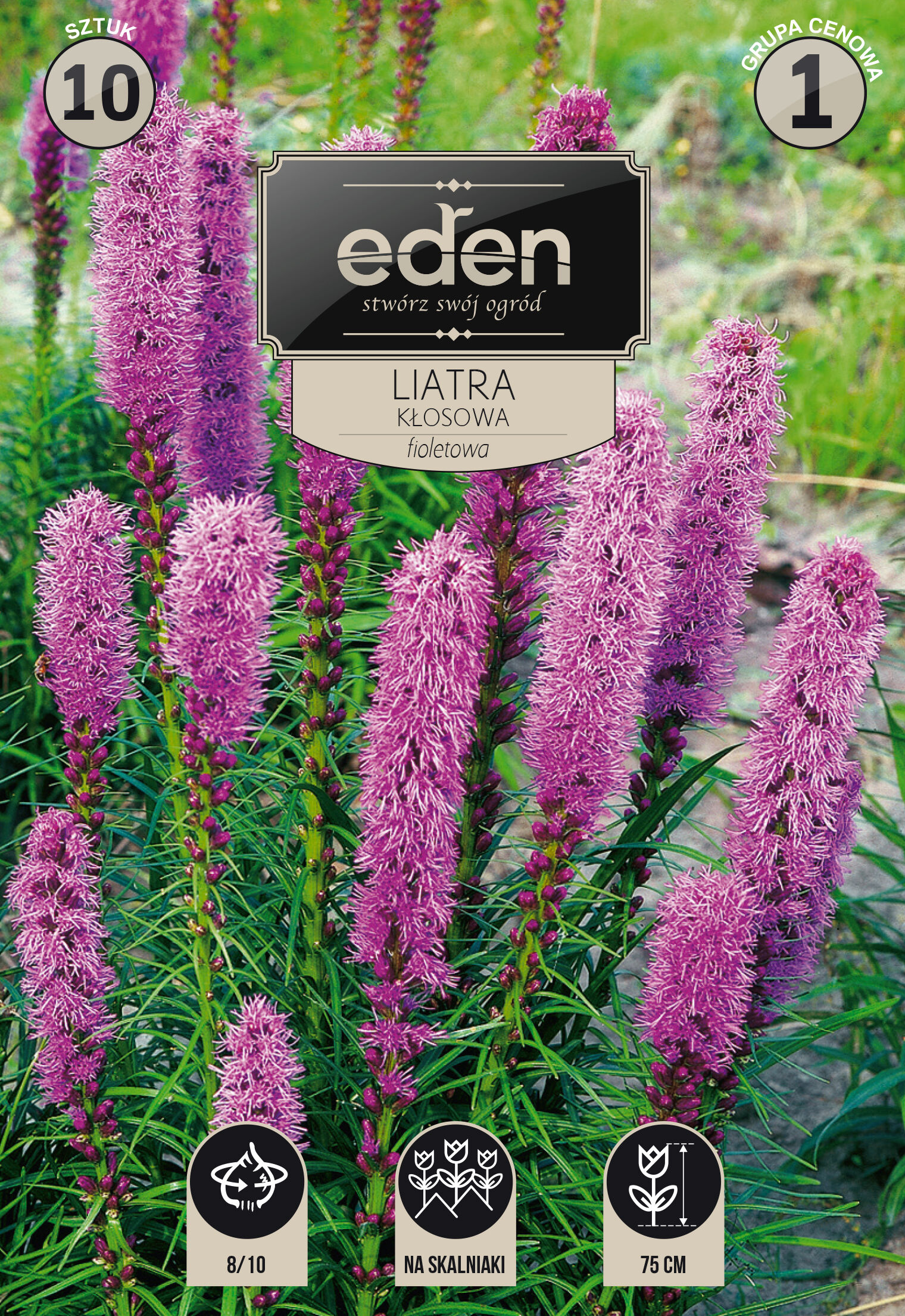 Liatra kłosowa Liatris Spicata 10 sztuk Eden - Bricomarche.pl