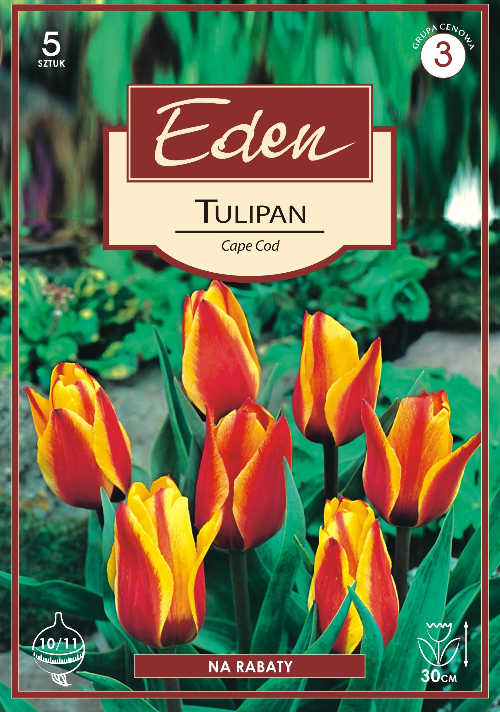 Tulipan Greiga Cape Cod 5 sztuk Eden - Bricomarche.pl