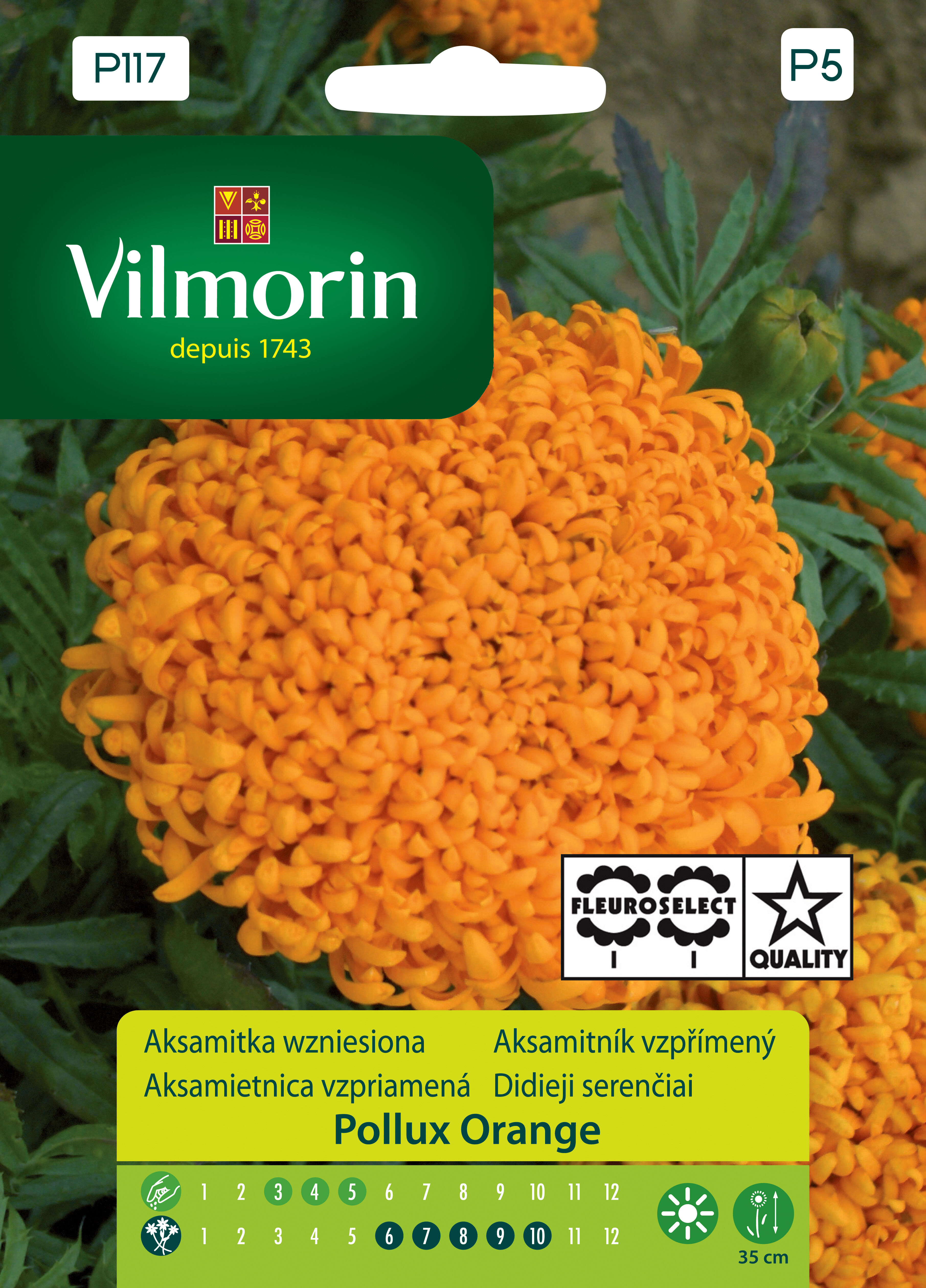 Aksamitka wzniesiona Pollux Orange 0,2 g Vilmorin Garden - Bricomarche.pl