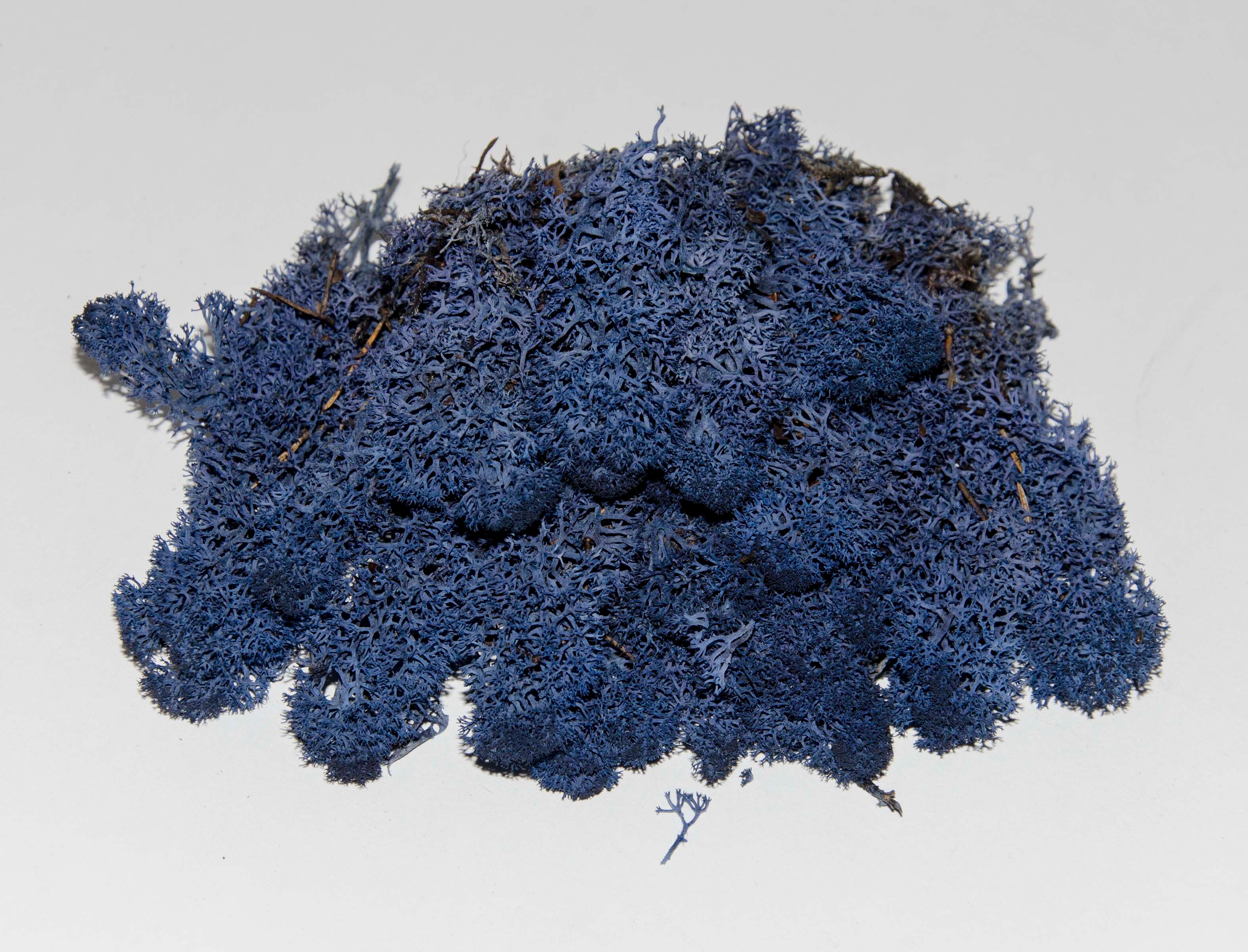 Chrobotek mech reniferowy morski - Bricomarche.pl