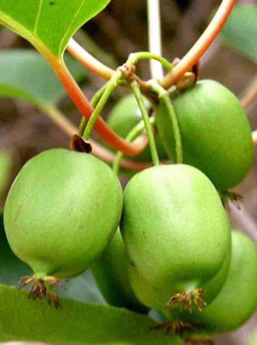 Kiwi wys. 60-70 cm don. 2 l - Bricomarche.pl