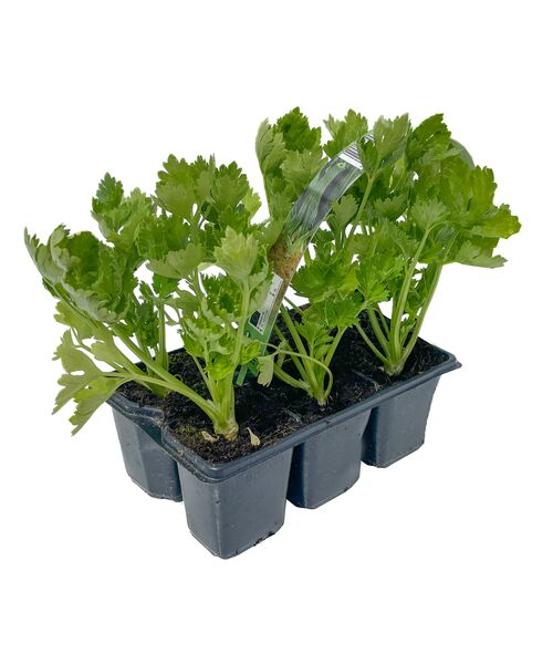 Seler korzeniowy 6-pak wys. 20 cm - Bricomarche.pl