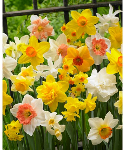 Narcyz mix kolorów rozmiar 12/14 Vilmorin Garden - Bricomarche.pl