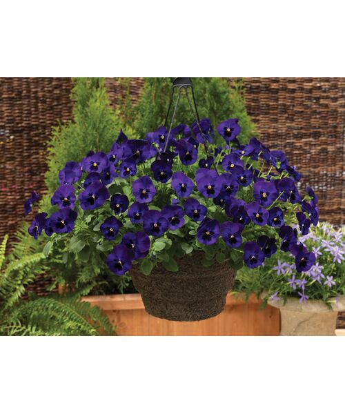 Bratek "Cool wave" w amplu, wys.15 cm, śr.don.19 cm - Bricomarche.pl