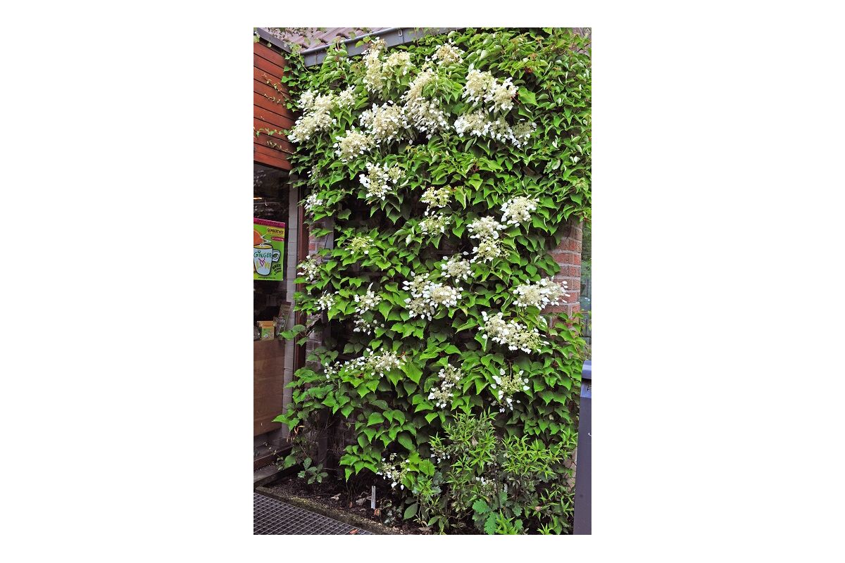 Przywarka japońska, wys. 60-80 cm, don. 2 l - Bricomarche.pl