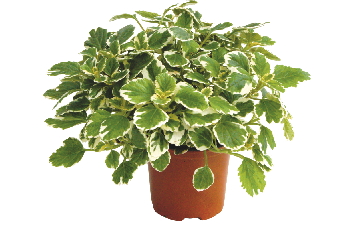 Komarzyca wys. 25 cm don. 10,5 cm - Bricomarche.pl