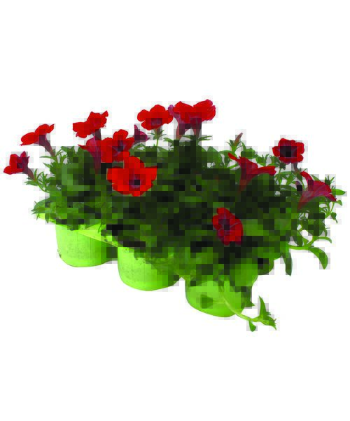 Surfinie 6-pak don. 9 cm - Bricomarche.pl