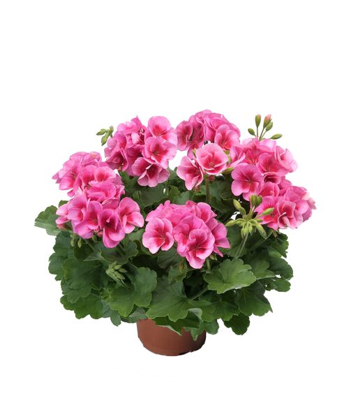 Pelargonia rabatowa Americana Pink Splash wys. 30 cm don. 12 cm ...