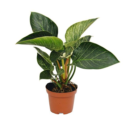 Filodendron Zebra / Birkin don. 12 cm - Bricomarche.pl