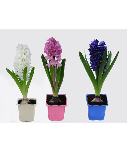 Hiacynt don. 7 cm - Bricomarche.pl