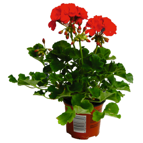Pelargonia rabatowa wys. 30 cm don. 11 cm - Bricomarche.pl