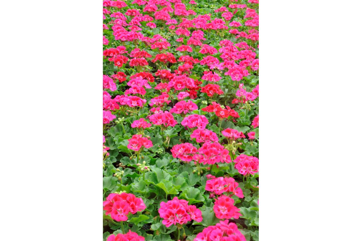 Pelargonia rabatowa wys. 25 cm don. 12 cm - Bricomarche.pl