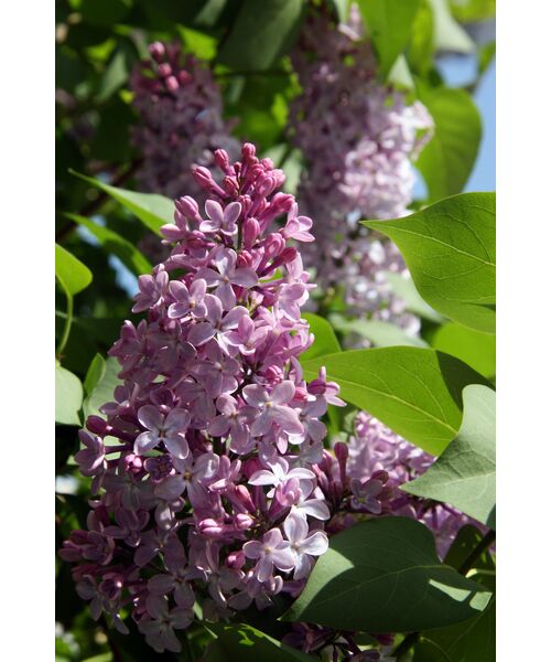 Kwitnący ogród non stop (bez lilak) wys. 30-50 cm don. P9/C1 ...