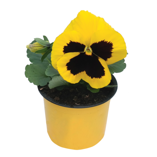 Bratek wielkokwiatowy wys. 15 cm don. 9 cm - Bricomarche.pl