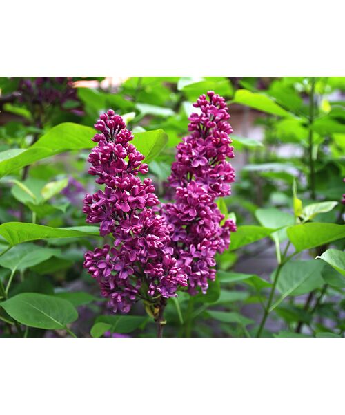 Kwitnący ogród non stop (bez lilak) wys. 30-50 cm don. P9/C1 ...