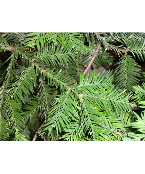 Sekwoja wieczniezielona, wys.80-100 cm, don.2 l - Bricomarche.pl