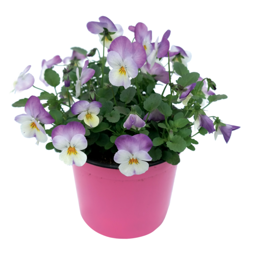 Bratek miniaturowy wys. 15 cm, don. 9 cm - Bricomarche.pl