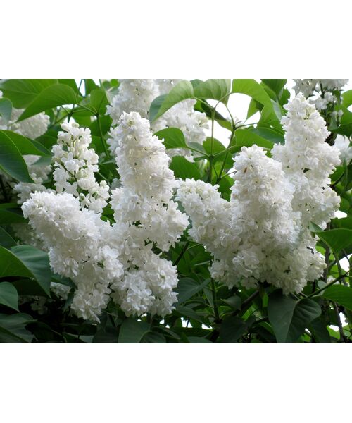 Kwitnący ogród non stop (bez lilak) wys. 30-50 cm don. P9/C1 ...