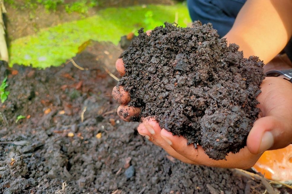 Właściwości i zastosowanie torfu w ogrodzie - blog Bricomarche