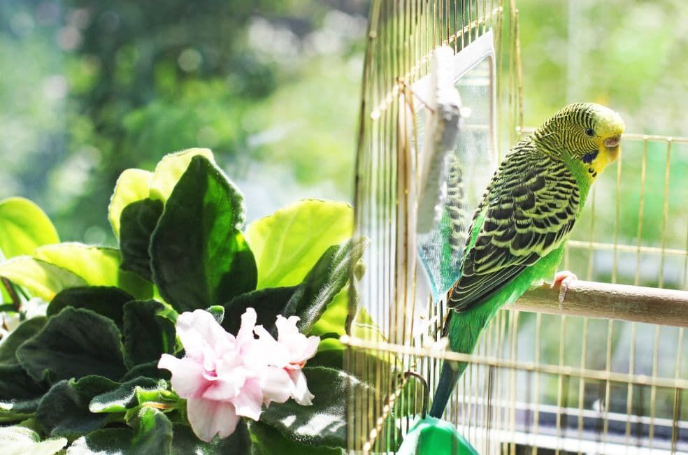 Papuga falista w domu – poradnik dla początkujących! - blog Bricomarche.pl