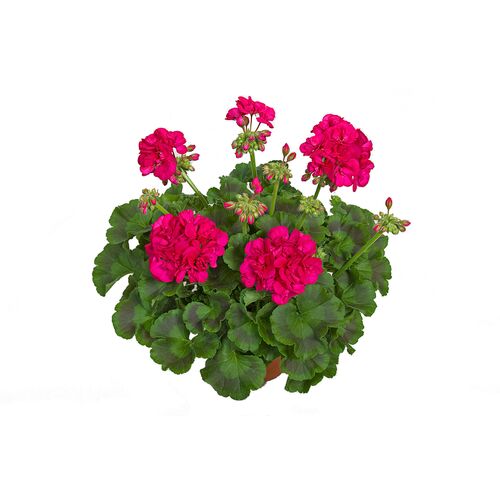 Pelargonia rabatowa Americana Violet, wys.35 cm, don.12 cm - Bricomarche.pl